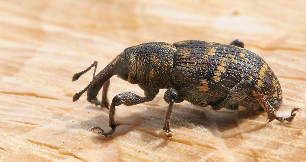 Rüssel 1 Foto & Bild | tiere, wildlife, insekten Bilder auf fotocommunity