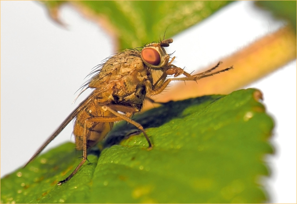 Rüssel - Check Foto & Bild | fauna, natur Bilder auf fotocommunity