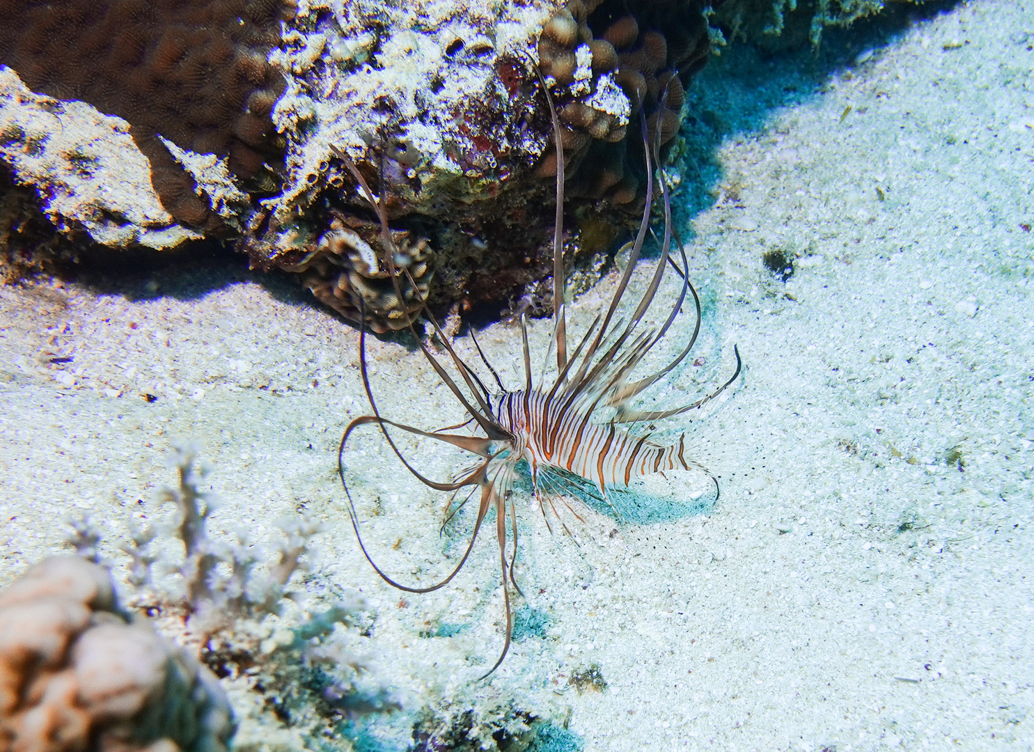 Rüssel-Feuerfisch Foto & Bild | wildlife, natur Bilder auf fotocommunity