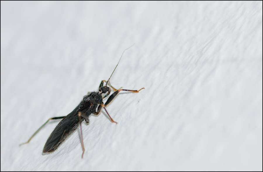 Rüsselfliege? Foto & Bild | tiere, wildlife, insekten Bilder auf ...
