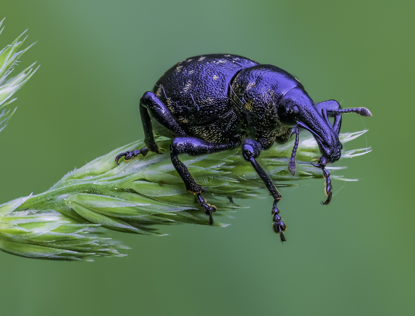 Rüsselkäfer Foto & Bild | tiere, wildlife, insekten Bilder auf ...
