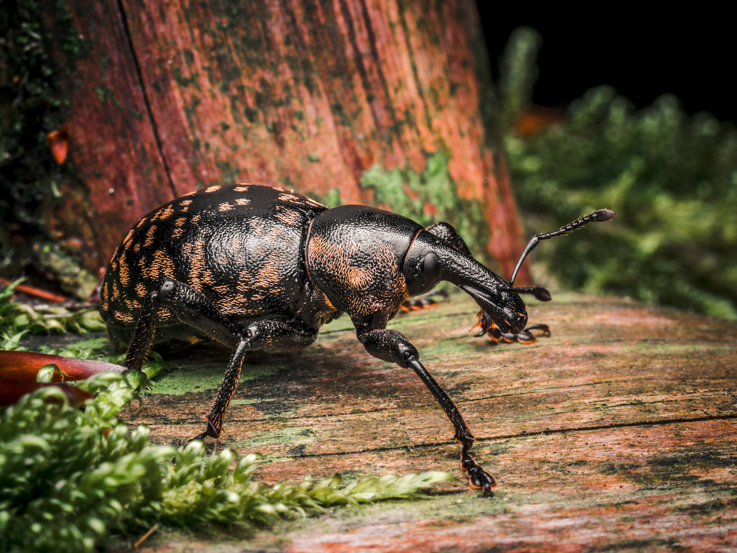 Rüsselkäfer Foto & Bild | nah- & makro, tiere, wildlife Bilder auf ...