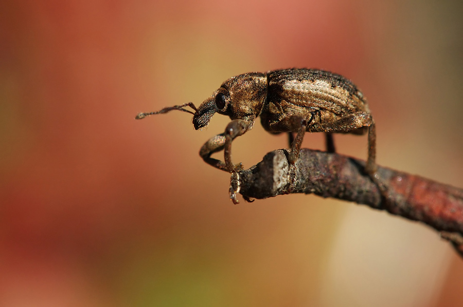- Rüsseltier - Foto & Bild | tiere, wildlife, insekten Bilder auf ...