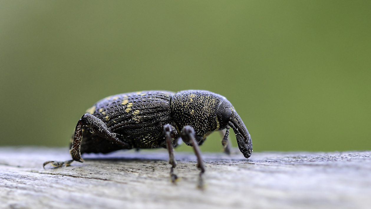 Rüsseltier Foto & Bild | fotos, frühling, natur Bilder auf fotocommunity