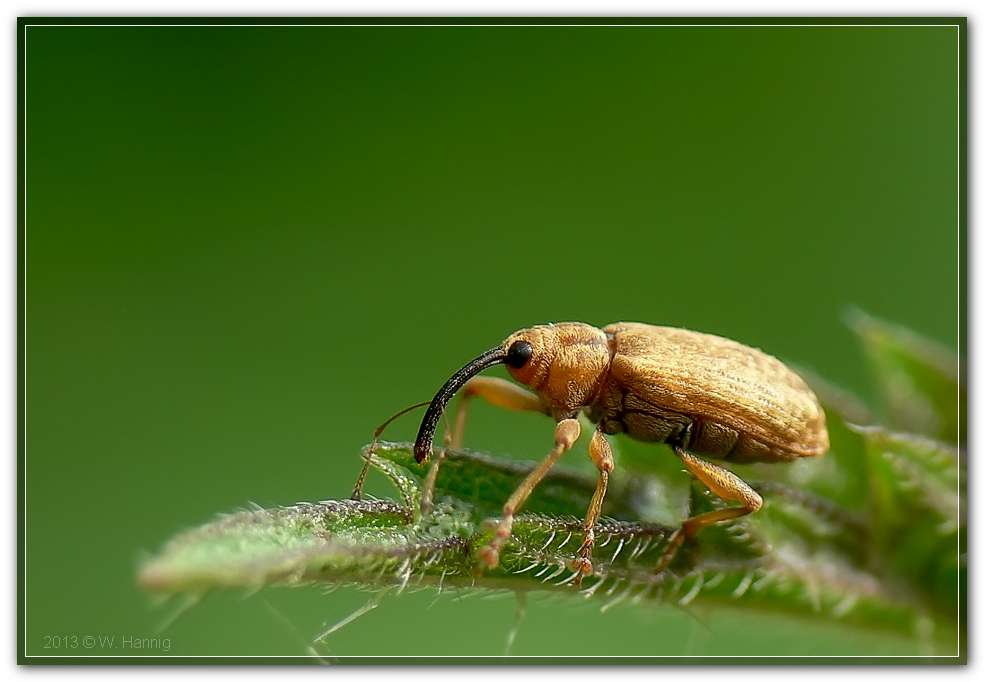 Rüssler mit Rüssel :-)) Foto & Bild | tiere, wildlife, insekten Bilder ...