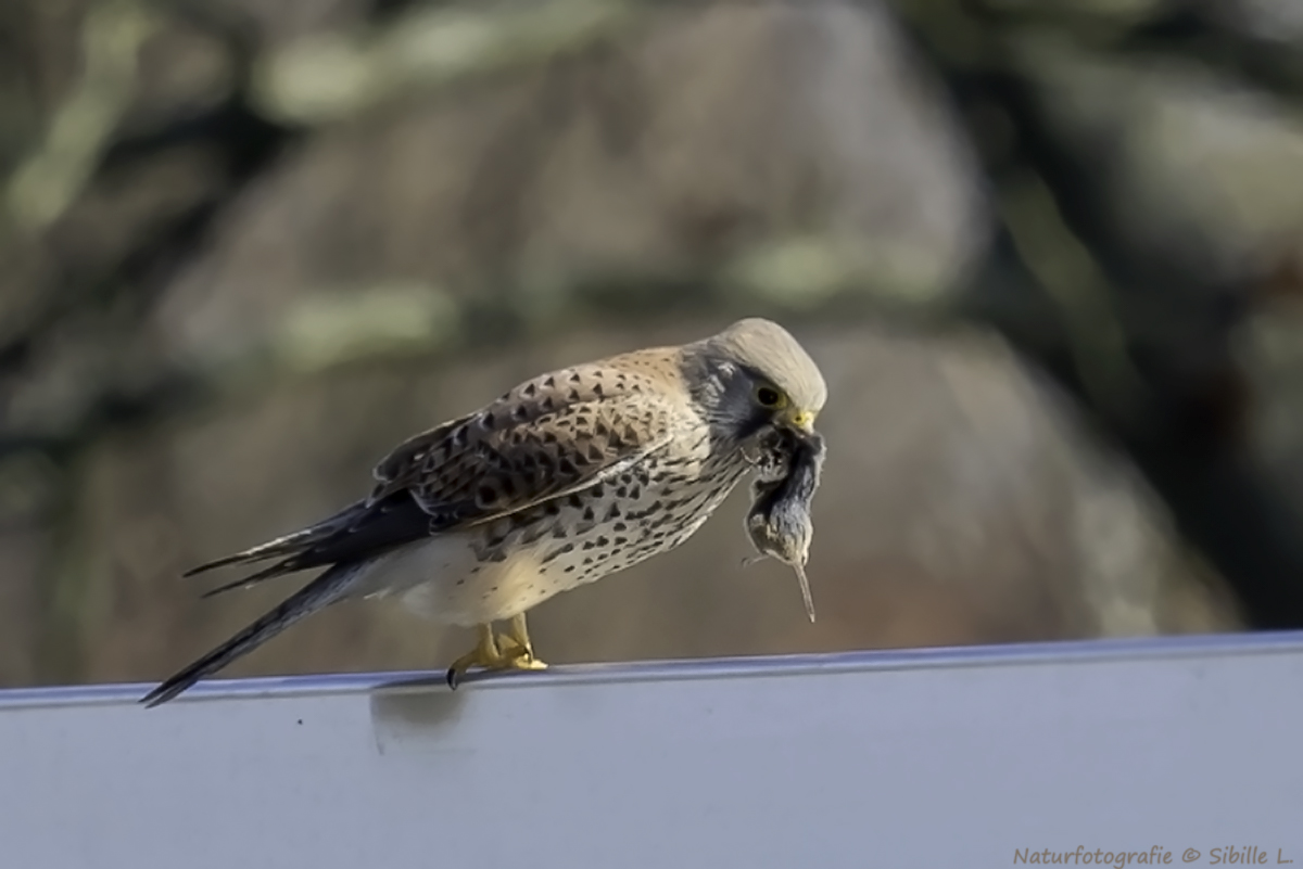 Rüttelfalke Foto & Bild | frühling, natur, tiere Bilder auf fotocommunity