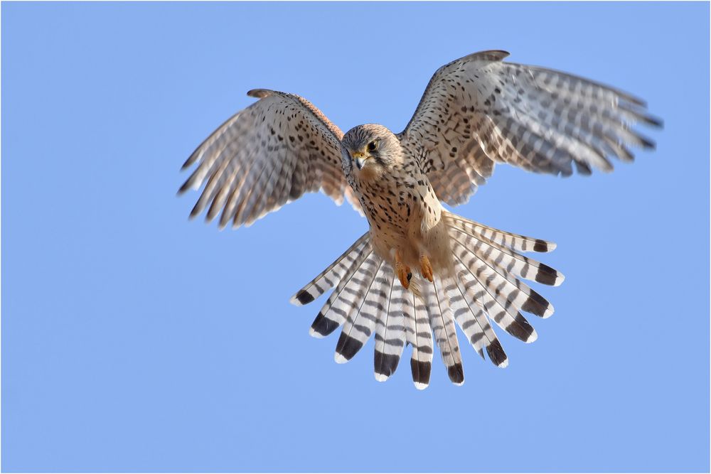 Rüttelfalke Foto & Bild | natur, tiere, vögel Bilder auf fotocommunity