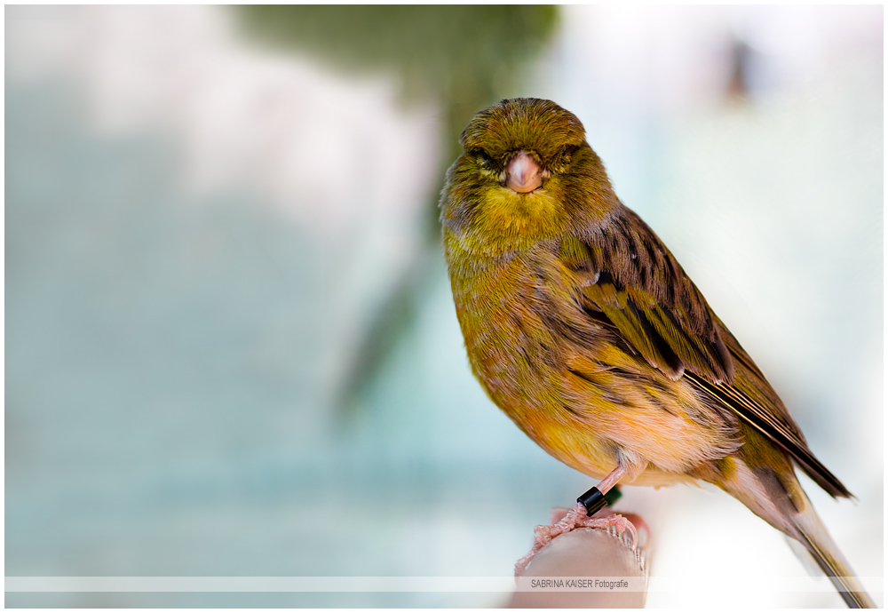 Rufus der Gloster Kanarienvogel Foto & Bild | tiere, haustiere, vögel ...