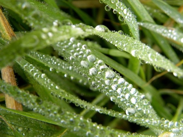 rugiada Foto % Immagini| macro e close up, macro fiori e piante, natura ...