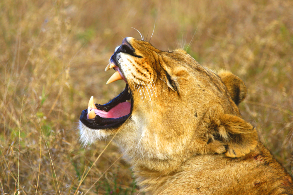 Rugir - Imagen & Foto de Nacozgz de Concurso Paisajes de Primavera ...