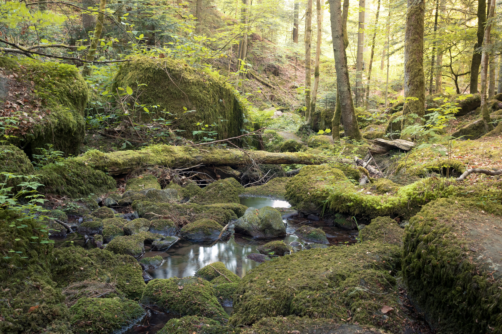 Ruhe Foto & Bild | pflanzen, pilze & flechten, landschaft, bach, fluss ...