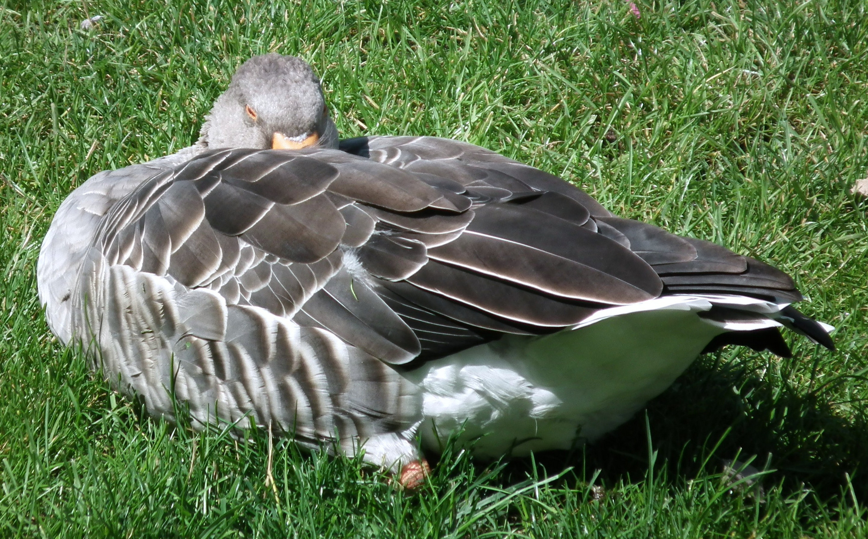 Ruhe bitte!!! Foto & Bild | tiere, wildlife, wild lebende vögel Bilder ...