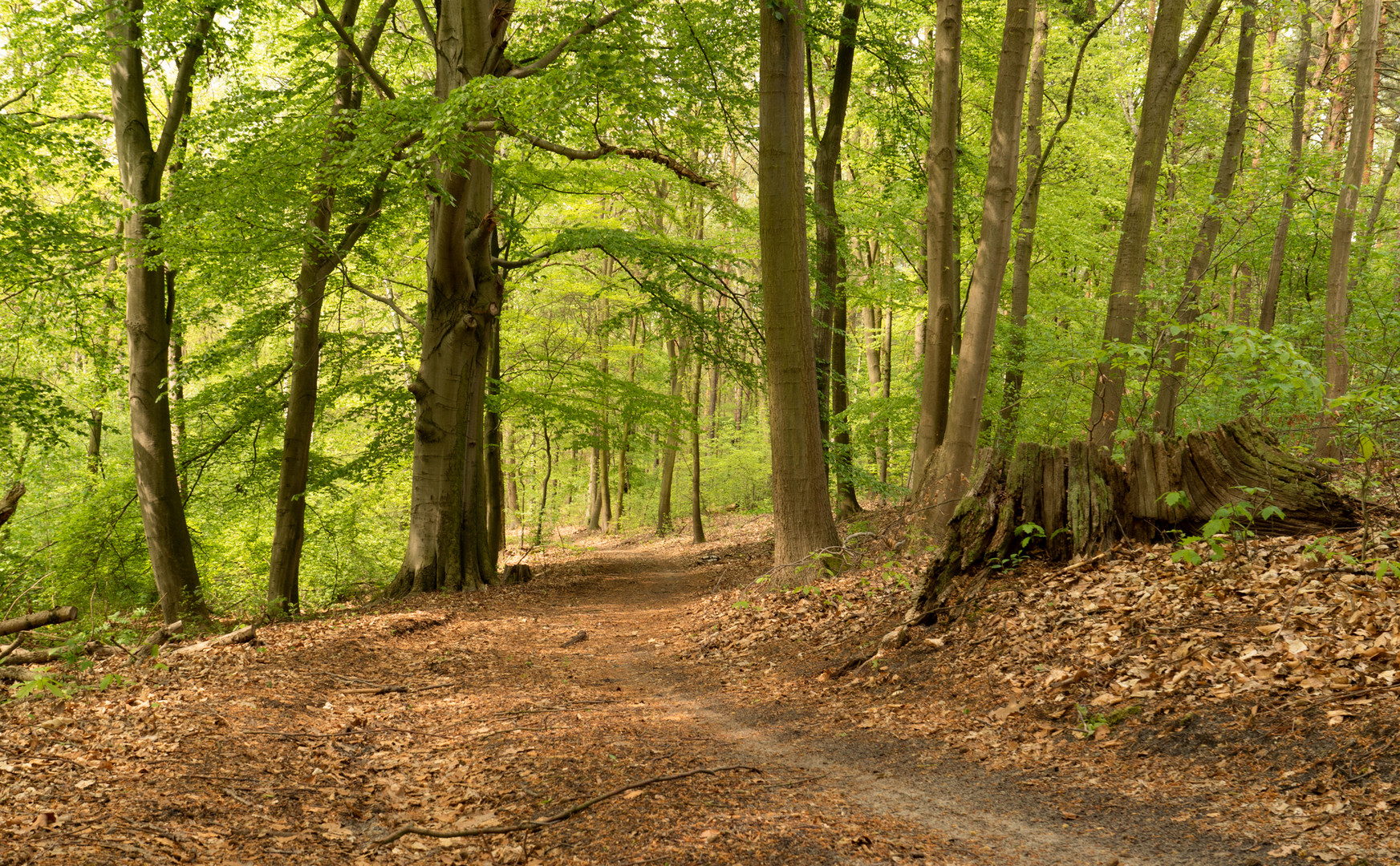 Ruhe Foto & Bild | wald, bäume, natur Bilder auf fotocommunity