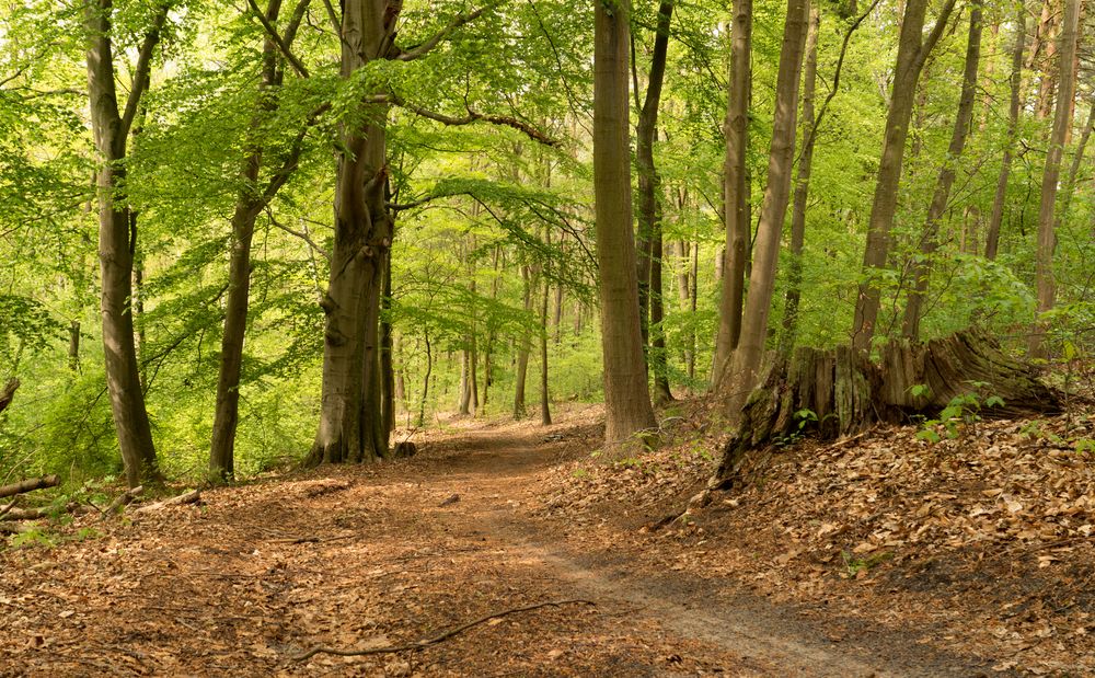 Ruhe Foto & Bild | wald, bäume, natur Bilder auf fotocommunity