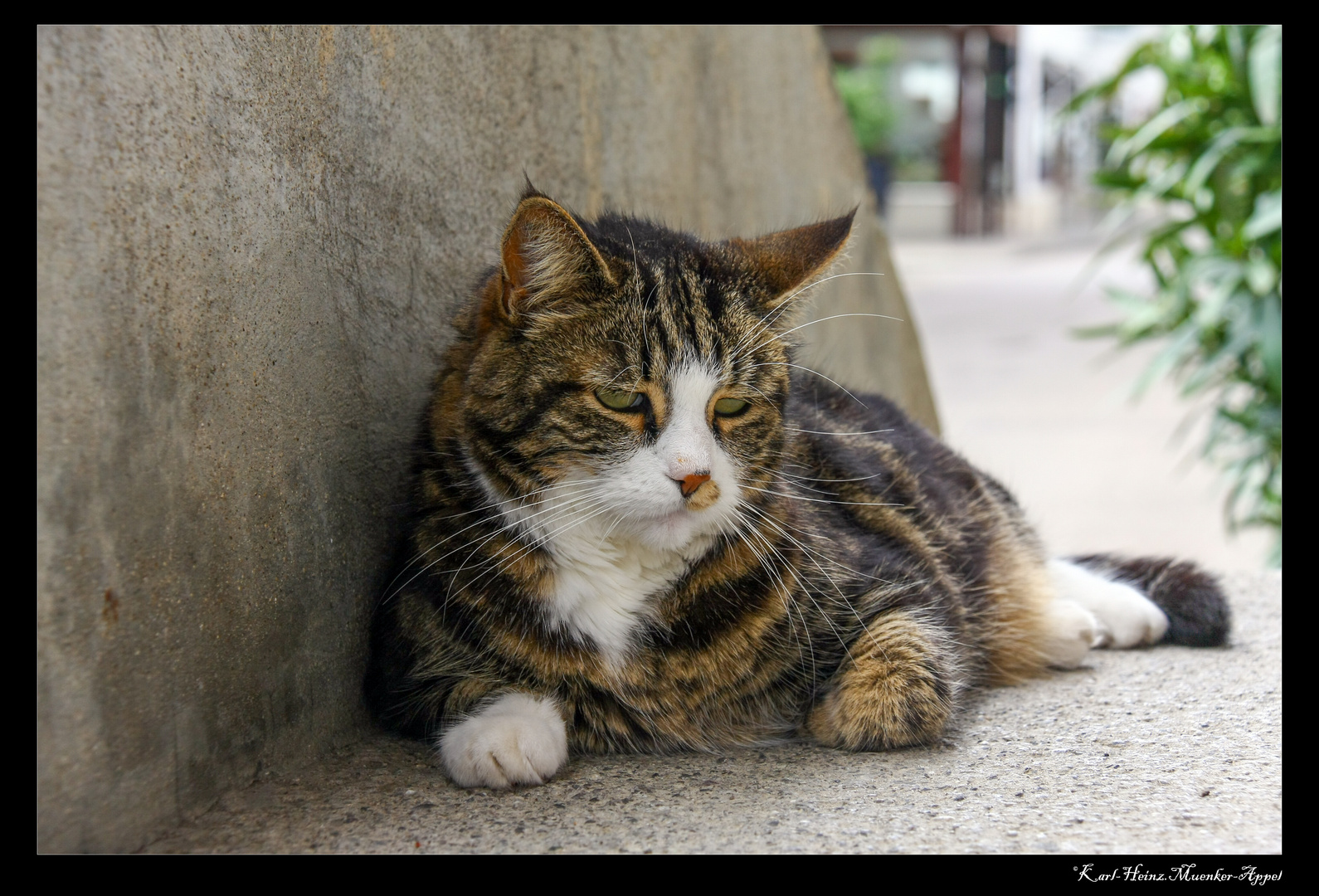 Ruhepause.... Foto & Bild | tiere, haustiere, katzen Bilder auf ...