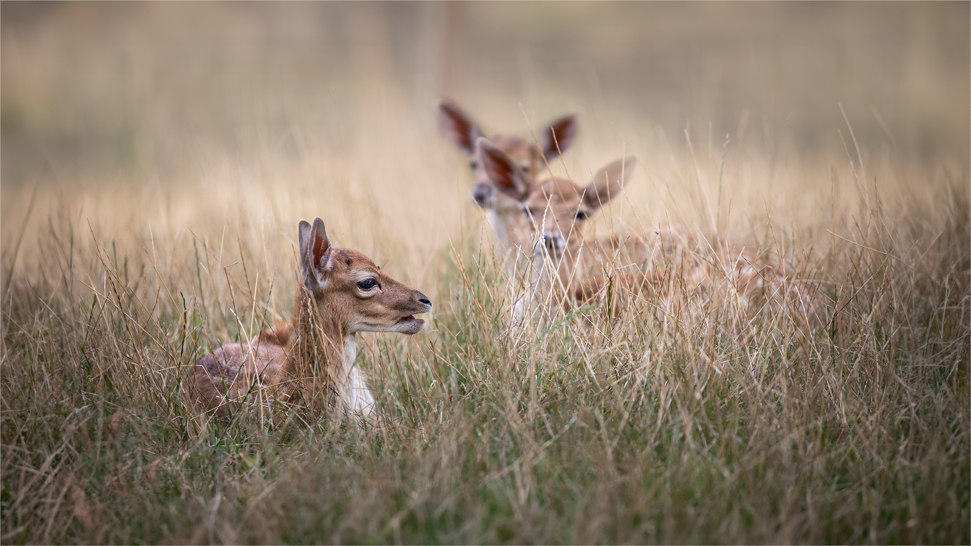Ruhepause Foto & Bild | sommer, outdoor, natur Bilder auf fotocommunity