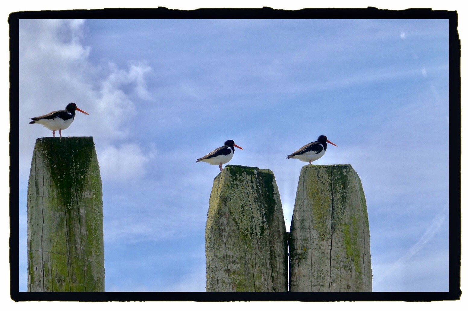 Ruhepause Foto & Bild | tiere, wildlife, wild lebende vögel Bilder auf ...