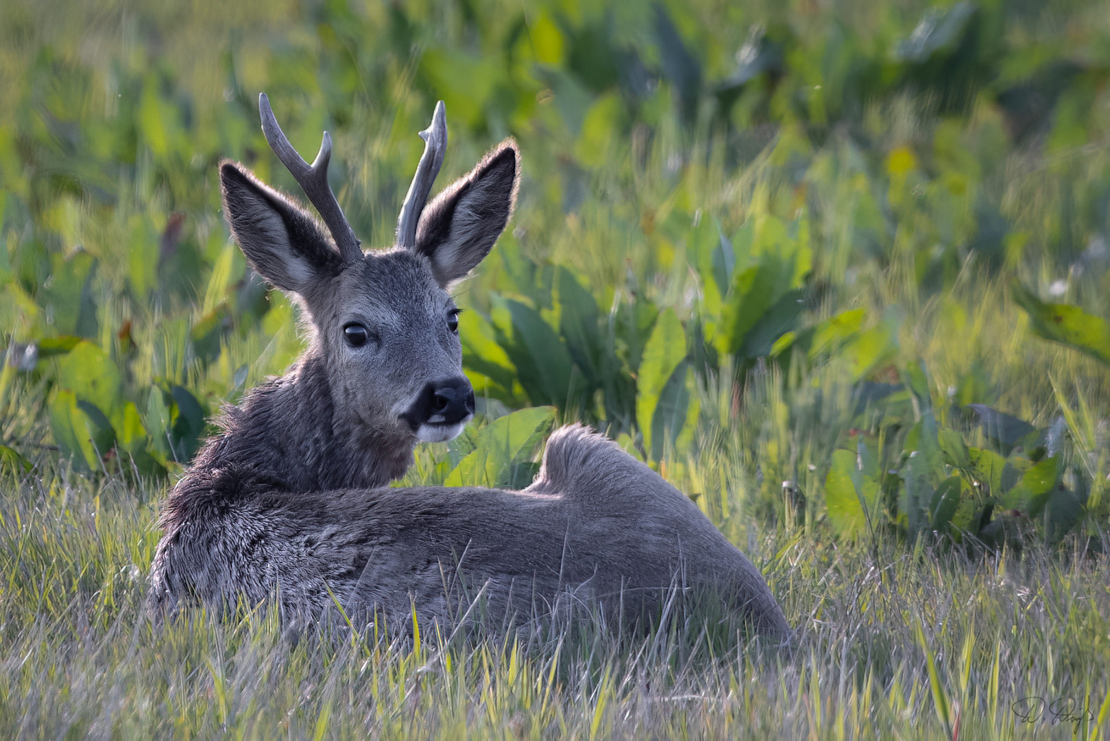Ruhepause Foto & Bild | tiere, wildlife, säugetiere Bilder auf ...