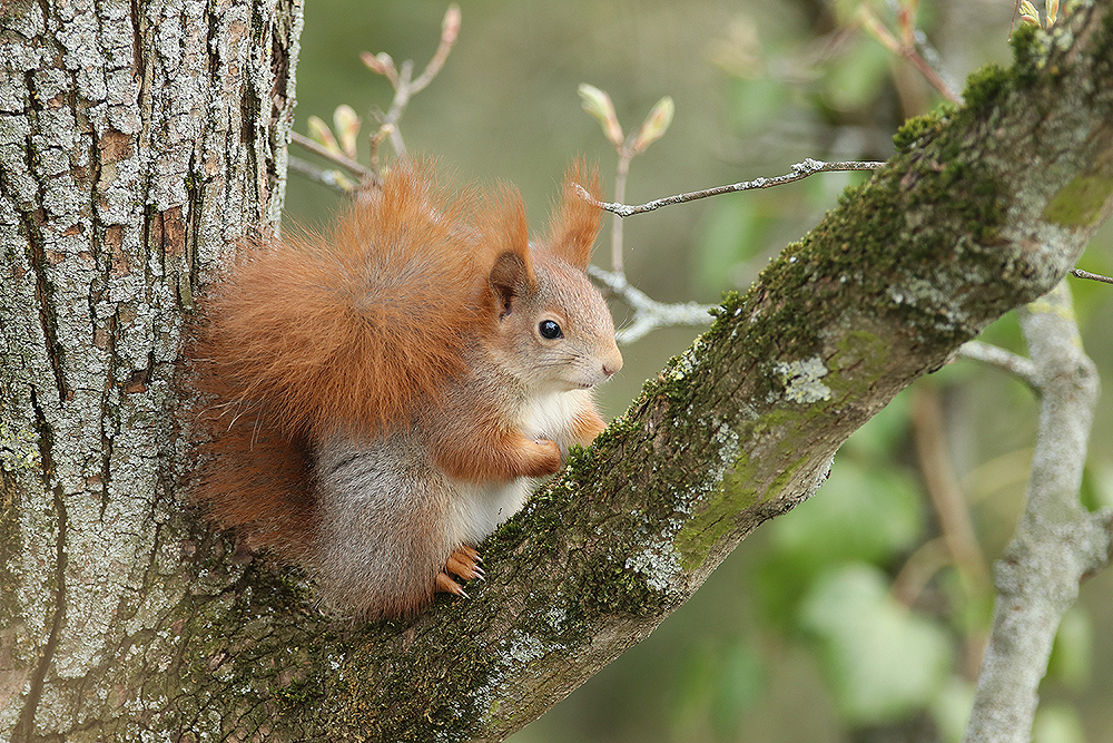 Ruhepause Foto & Bild | tiere, wildlife, säugetiere Bilder auf ...