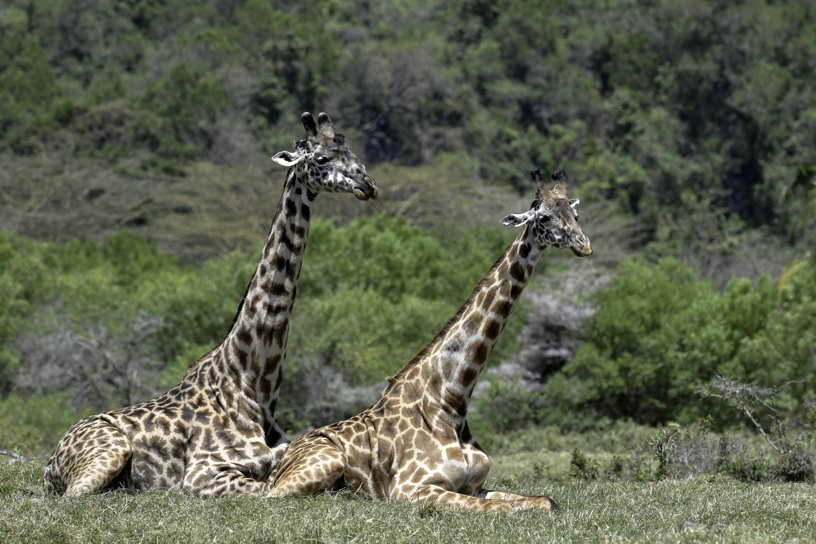 Ruhepause Foto & Bild | africa, eastern africa, tiere Bilder auf ...