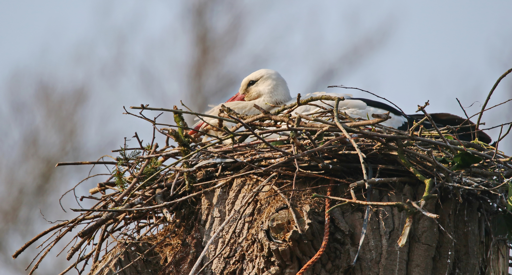 Ruhepause Foto & Bild | natur, vögel, wildlife Bilder auf fotocommunity