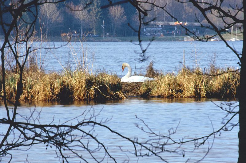 Ruhepause Foto & Bild | tiere, wildlife, wild lebende vögel Bilder auf ...