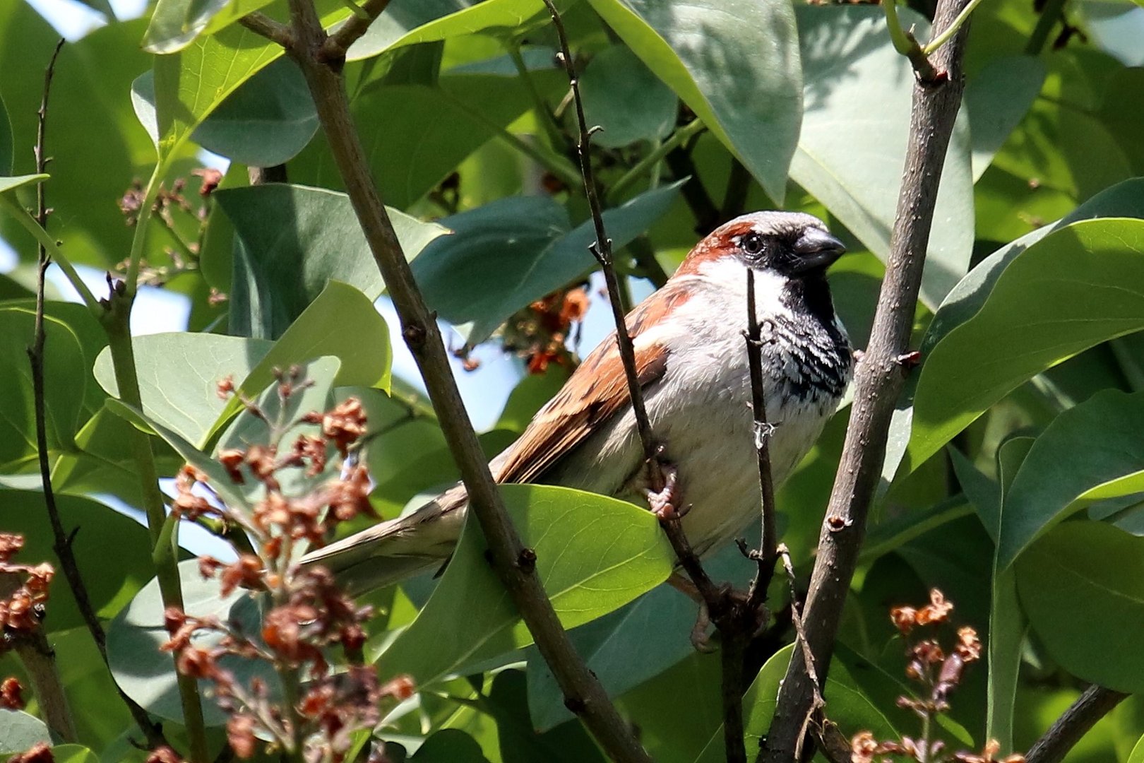 Ruhepause Foto & Bild | tiere, wildlife, wild lebende vögel Bilder auf ...