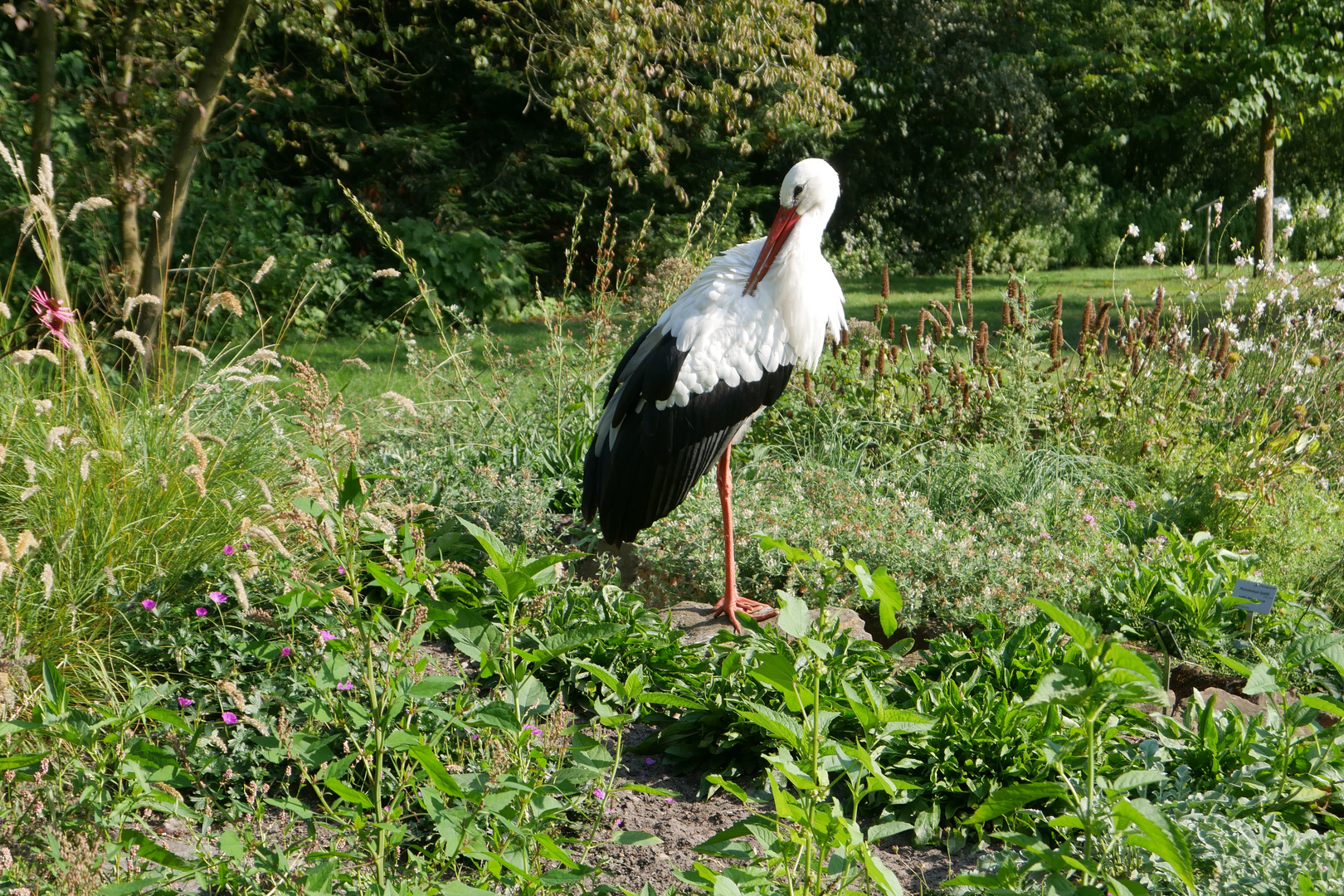 Ruhepause.. Foto & Bild | germany, storch, tourismus Bilder auf ...