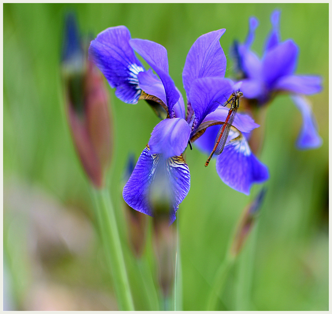 Ruhepause °°° Foto & Bild | tiere, wildlife, libellen Bilder auf ...