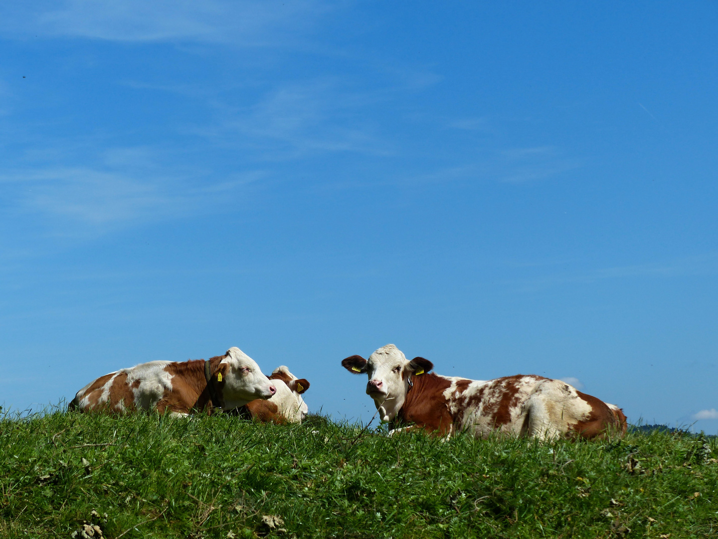 Ruhepause Foto & Bild | deutschland, europe, bayern Bilder auf ...