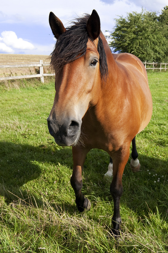 Ruhig Brauner......... Foto & Bild | tiere, haustiere, pferde, esel ...