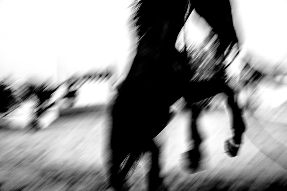 ruhig brauner - Bild & Foto von Sanna Dimario aus Bewegung - Fotografie ...