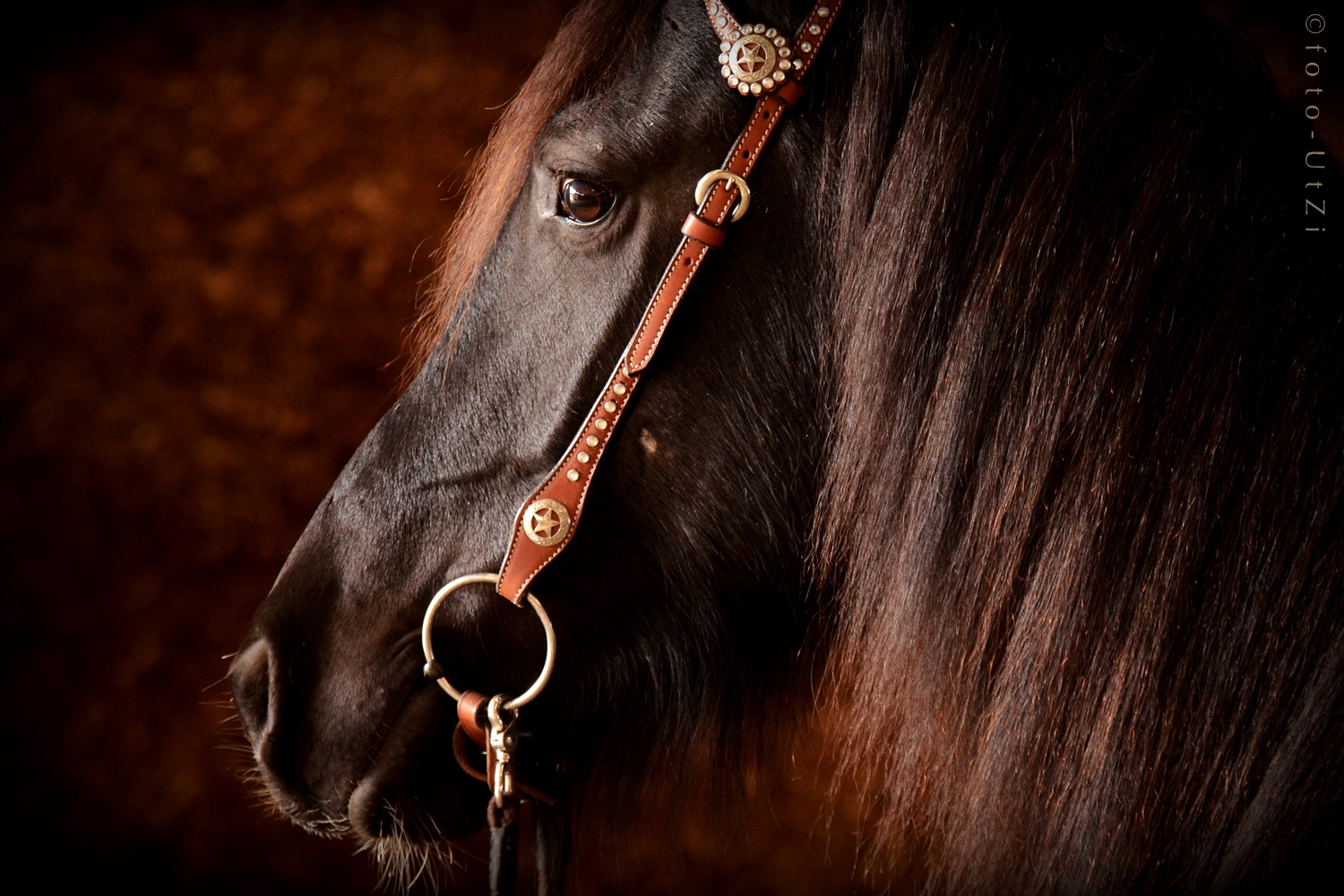 Ruhig Brauner Foto & Bild | tiere, haustiere, pferde, esel, maultiere ...