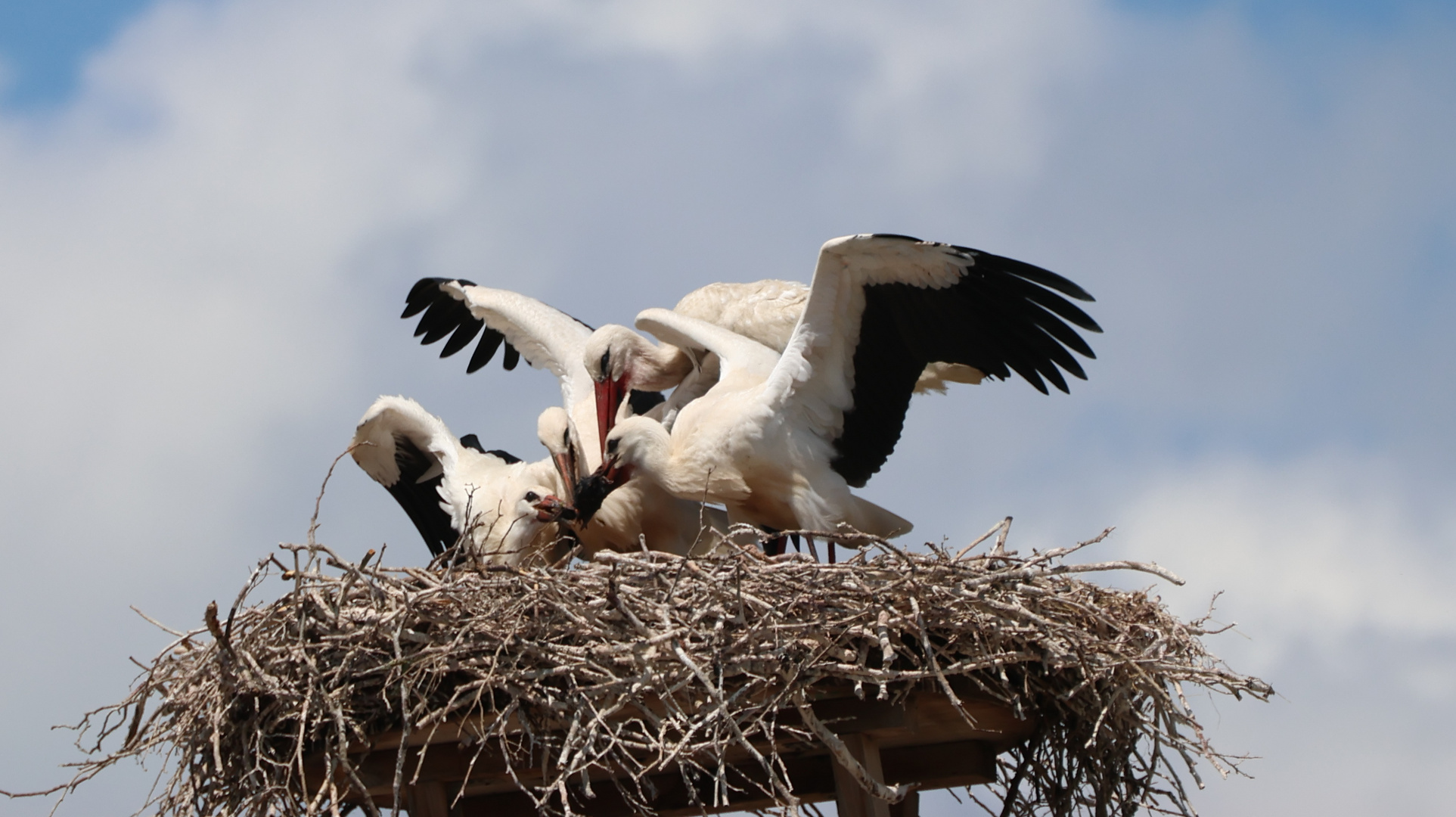 Ruhig Kinder, jeder kriegt was ab Foto & Bild | tiere, wildlife, wild ...