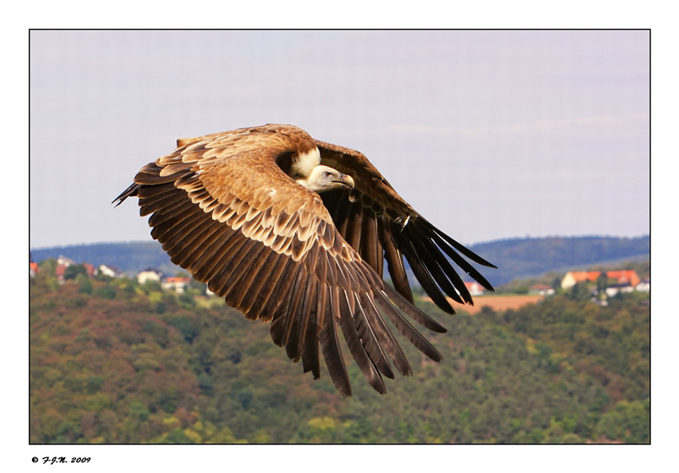 *Ruhiger Flug* Foto & Bild | tiere, zoo, wildpark & falknerei, vögel ...