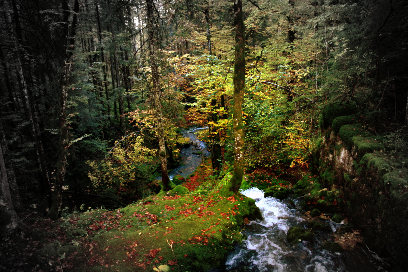 Ruisseau photo et image | comment faire mieux ?, arbres, nature Images ...