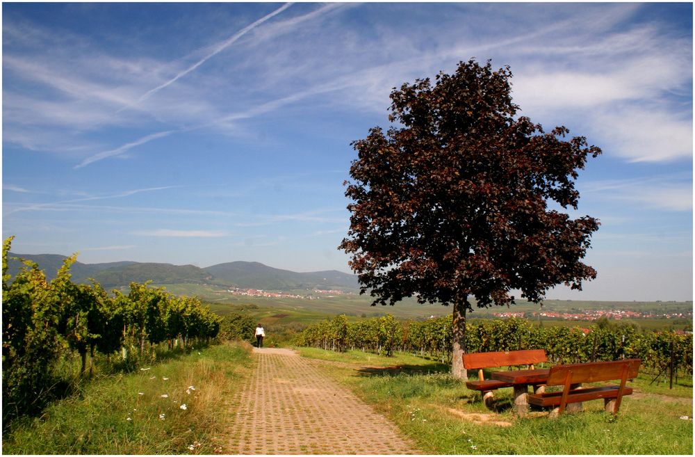 Rund um die Kleine Kalmit Foto & Bild | deutschland, europe, rheinland ...