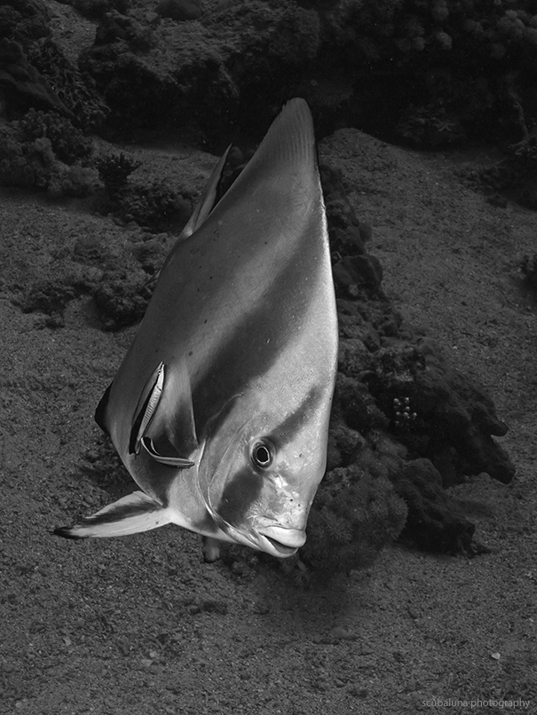 Rundkopf Fledermausfisch Foto & Bild | uw rotes meer, close up, sea ...