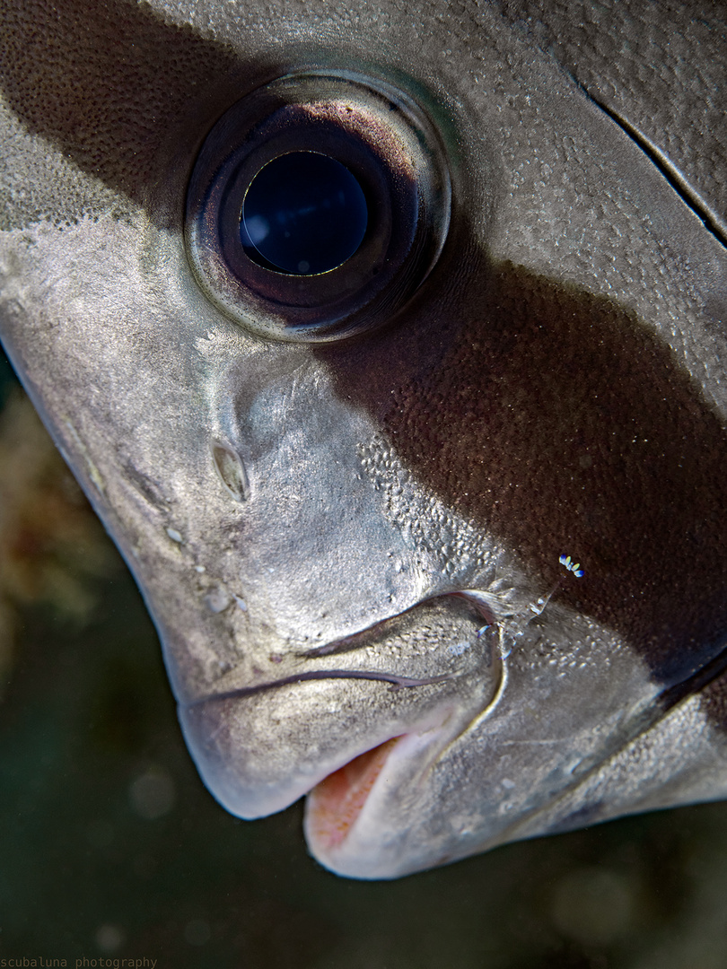 Rundkopf Fledermausfisch Foto & Bild | asien, natur, portrait Bilder ...