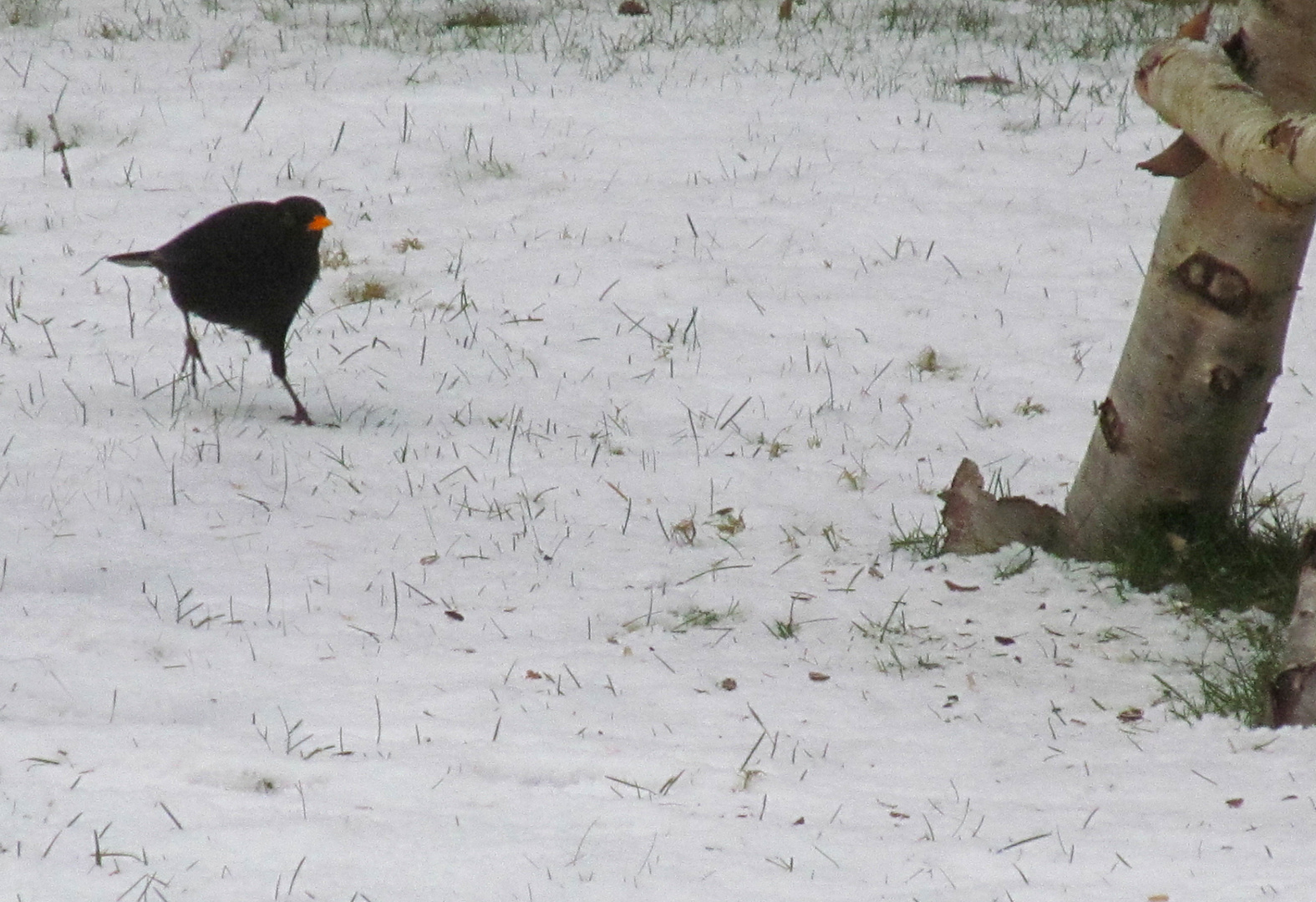 Running bird ... Foto & Bild | natur, vogel, tiere Bilder auf fotocommunity