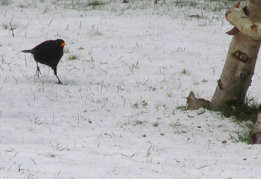 Running bird ... Foto & Bild | natur, vogel, tiere Bilder auf fotocommunity