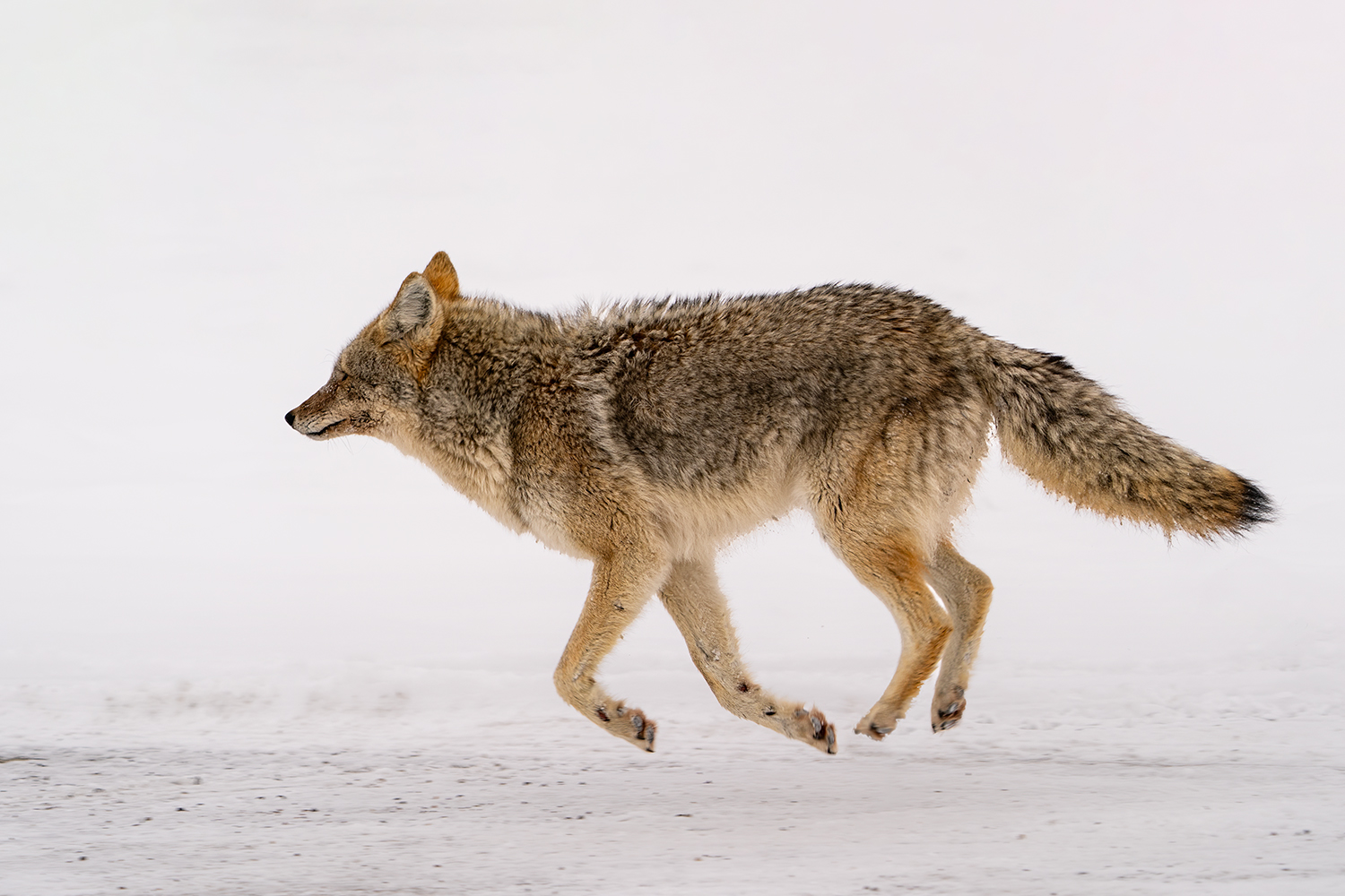 Running coyote … Foto & Bild | north america, united states, national ...