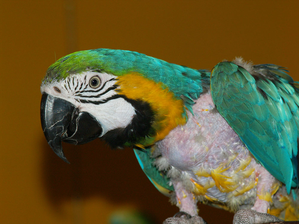 Rupfer Foto & Bild | tiere, zoo, wildpark & falknerei, vögel Bilder auf ...