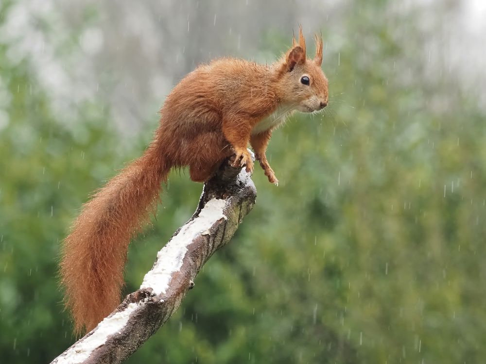 "Rutschgefahr" Foto & Bild | tiere, wildlife, säugetiere Bilder auf ...