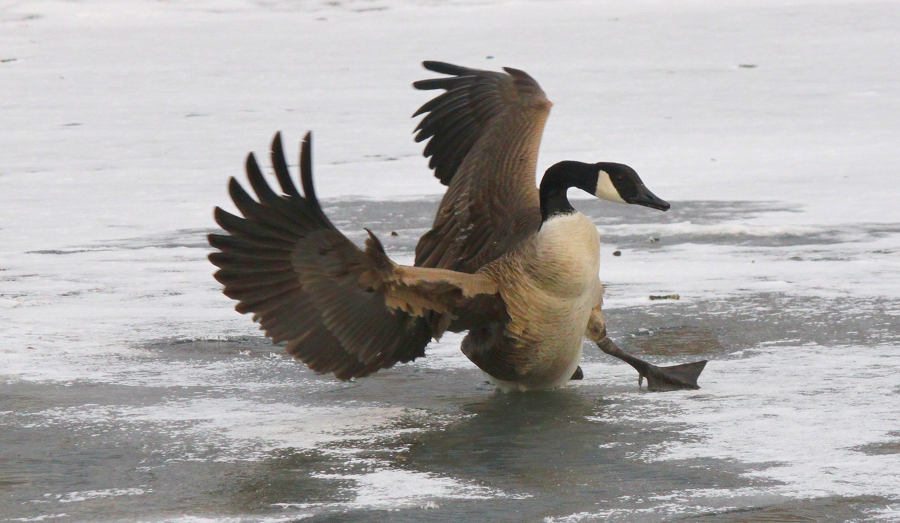Rutschgefahr ...... Foto & Bild | tiere, wildlife, wild lebende vögel ...