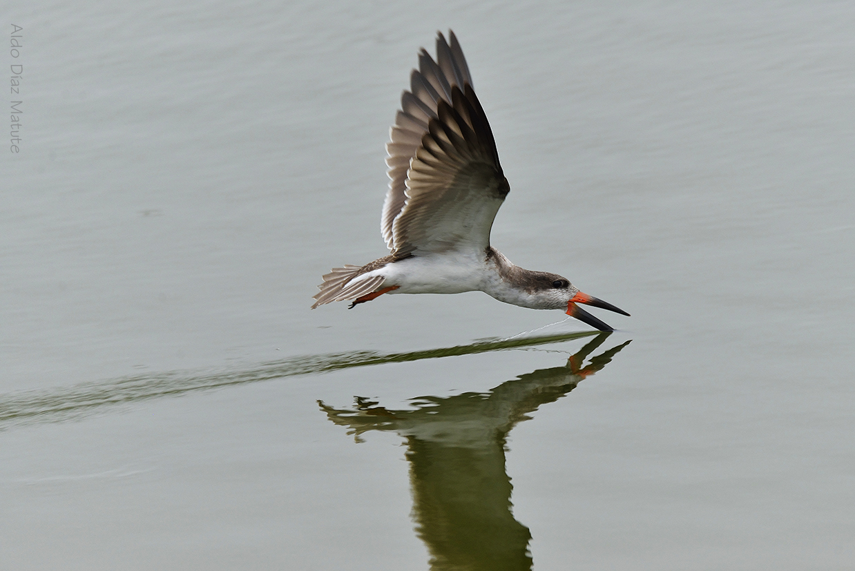Rynchops niger Imagen & Foto | animales, aves, pantanos de villa Fotos ...