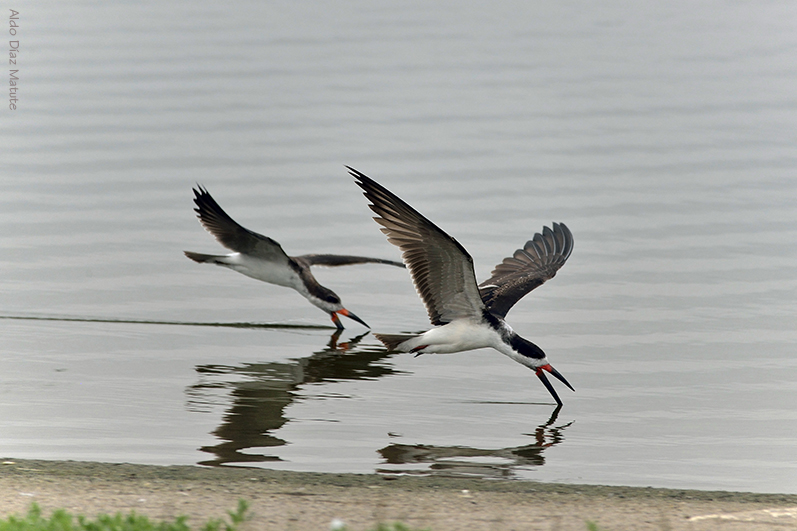 Rynchops niger Imagen & Foto | animales, aves, pantanos de villa Fotos ...