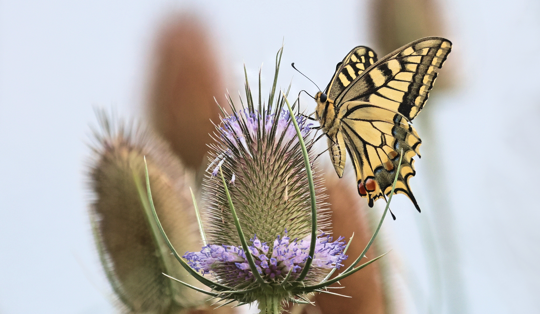 S C H W A L B E N S C H W A N Z Foto & Bild | natur, wildlife, reise Bilder auf fotocommunity