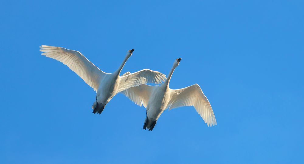 S I N G S C H W Ä N E Foto And Bild Winter Natur Singschwäne Bilder Auf Fotocommunity