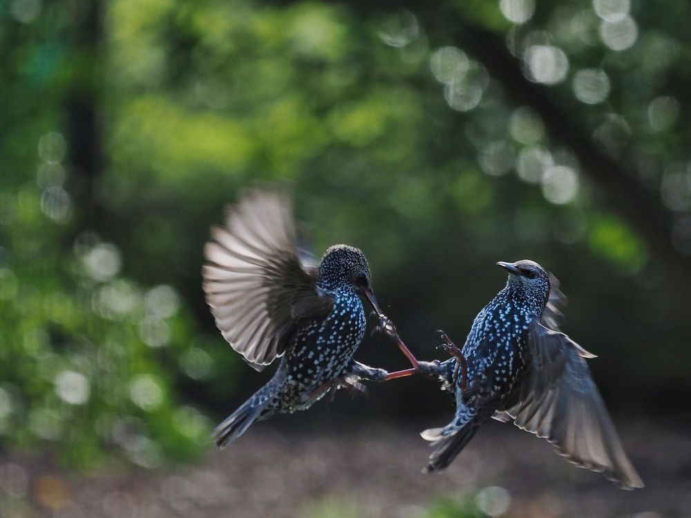 "Sabbel nicht"..... Foto & Bild | tiere, wildlife, wild lebende vögel ...